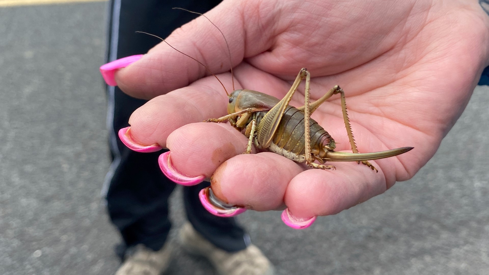Mormon cricket swarms spur Oregon push to fight pests | kgw.com