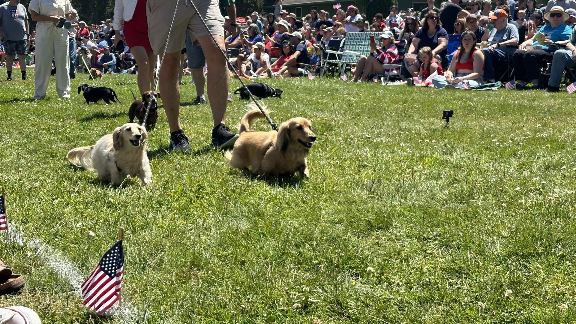 Fourth of July wiener dogs race for charity on the Oregon Coast | kgw.com