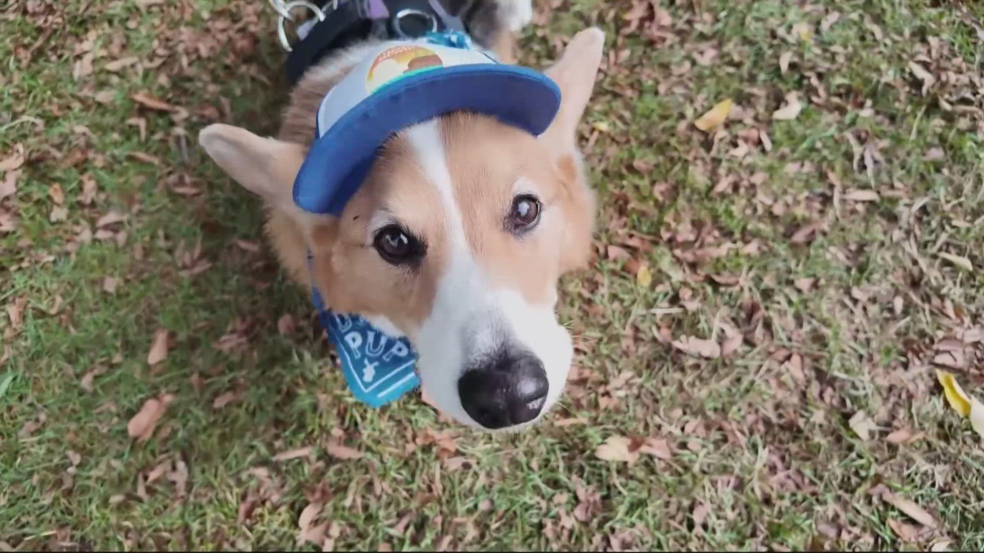 Crowd of corgis congregate for a good cause in Northwest Portland park ...