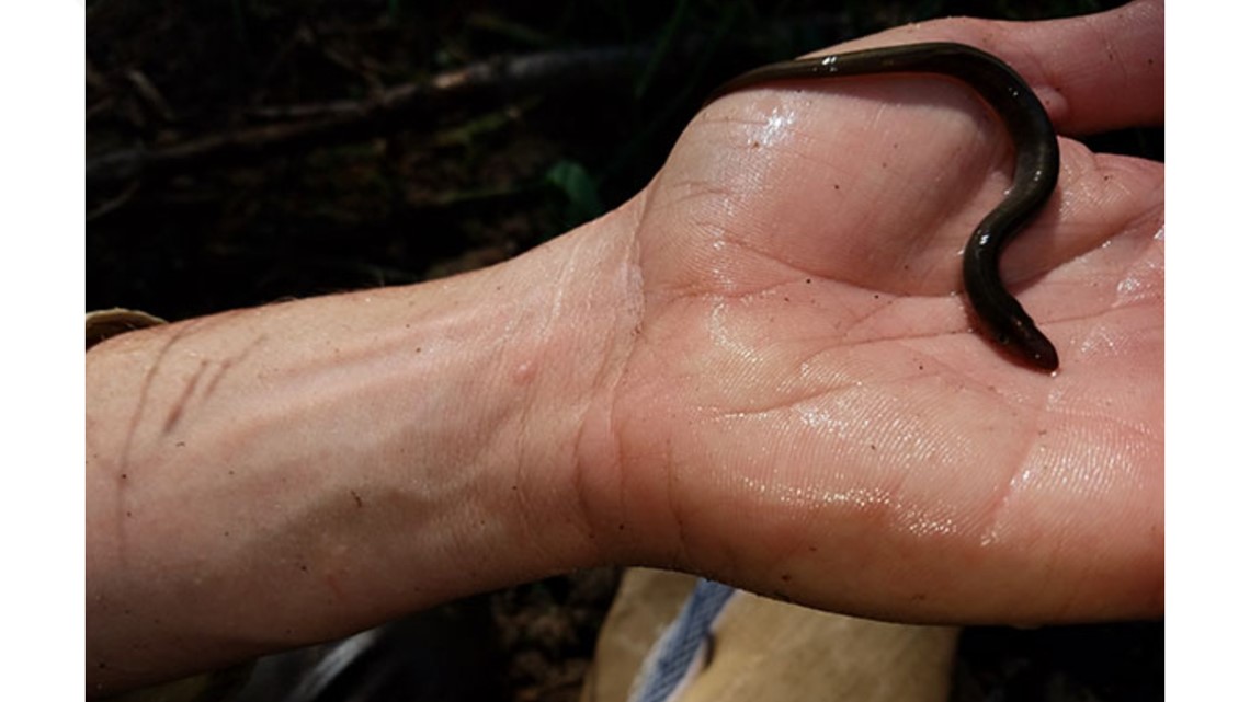 Oregon's smallest lamprey species is back in its native lake | kgw.com
