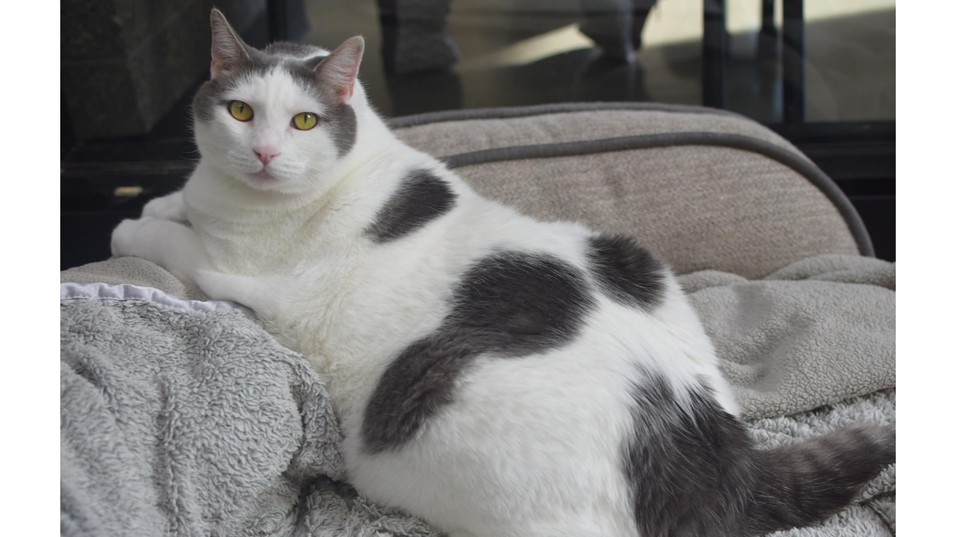'Chonky' cats at Oregon Humane Society adopted | kgw.com