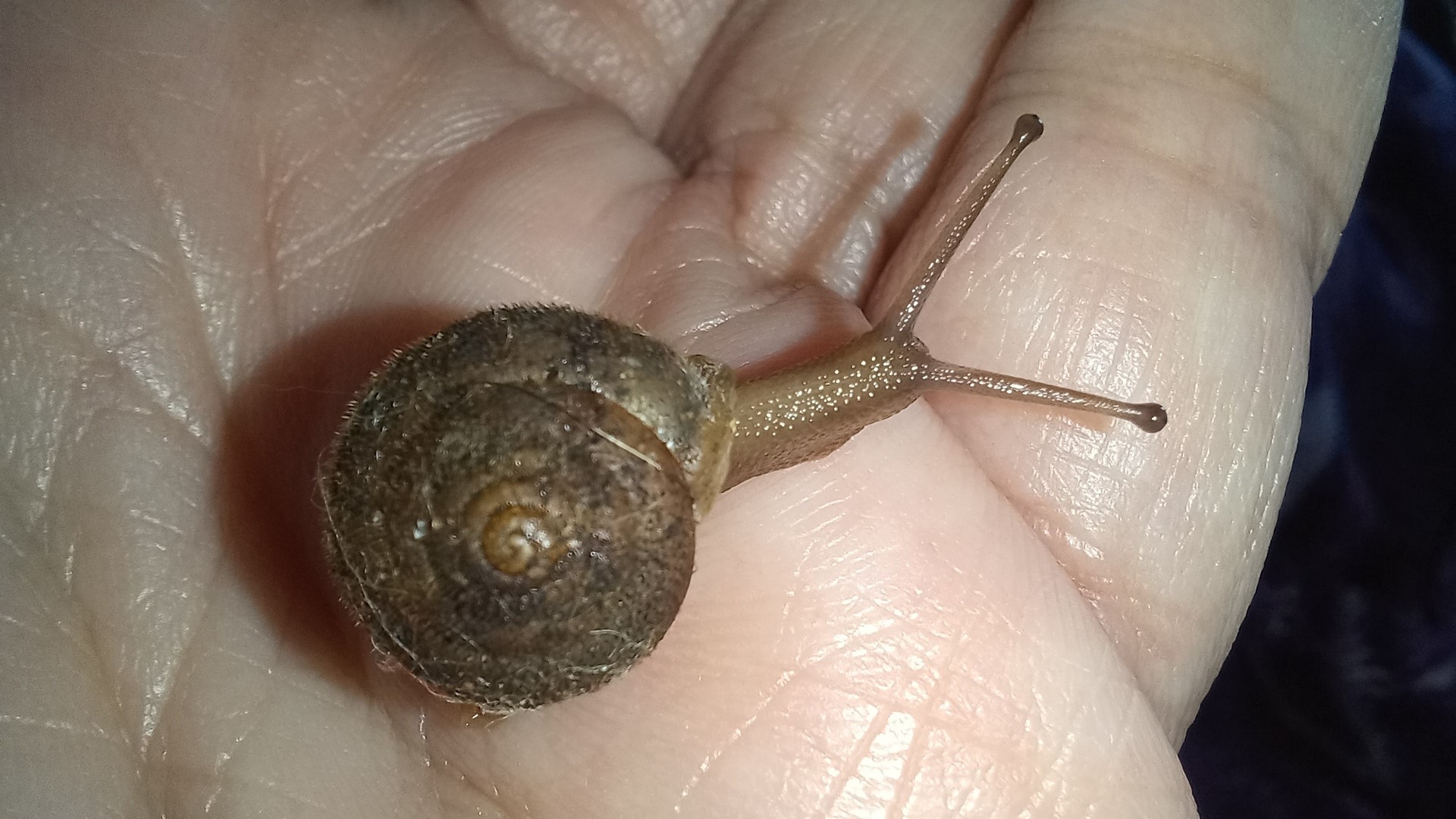 Oregon snail goes on inadvertent cross-country trip | kgw.com