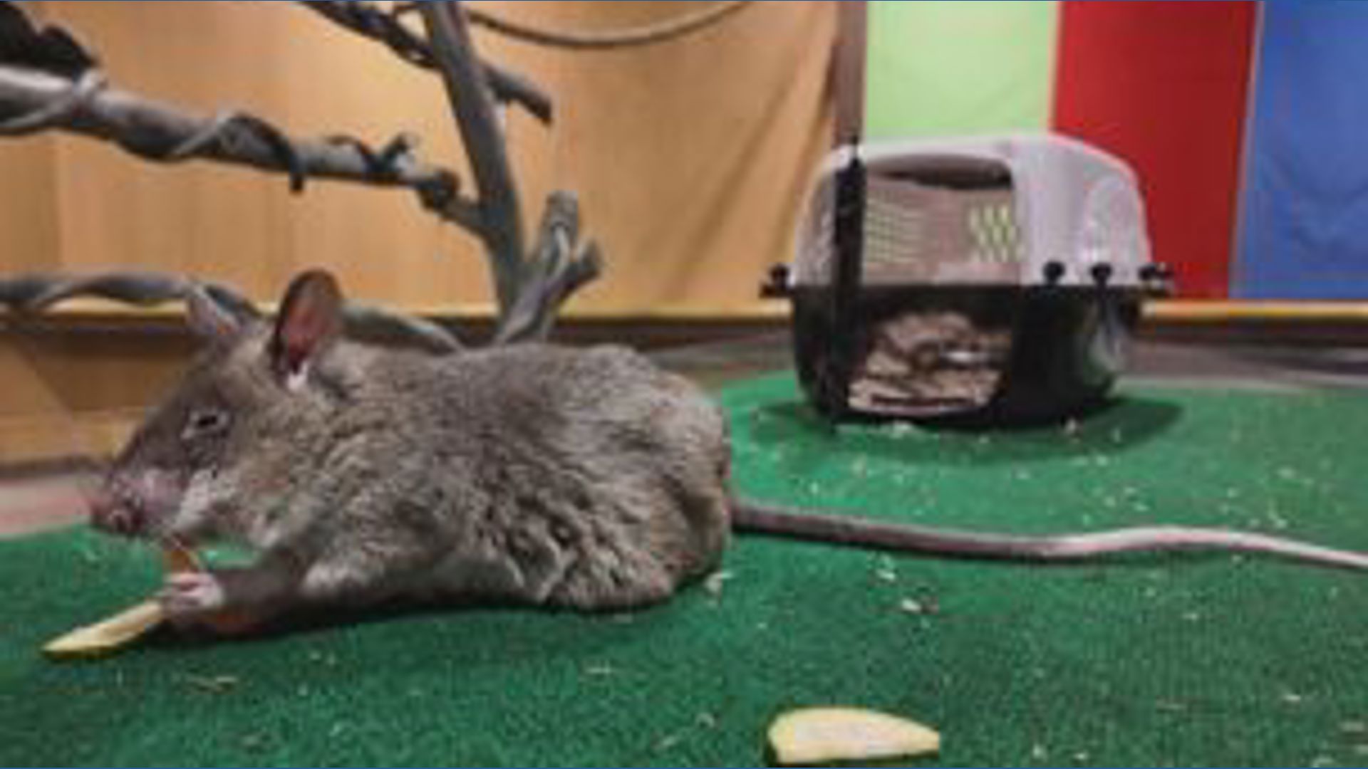 Throwback Story: Meet Capri and Sun! | kgw.com