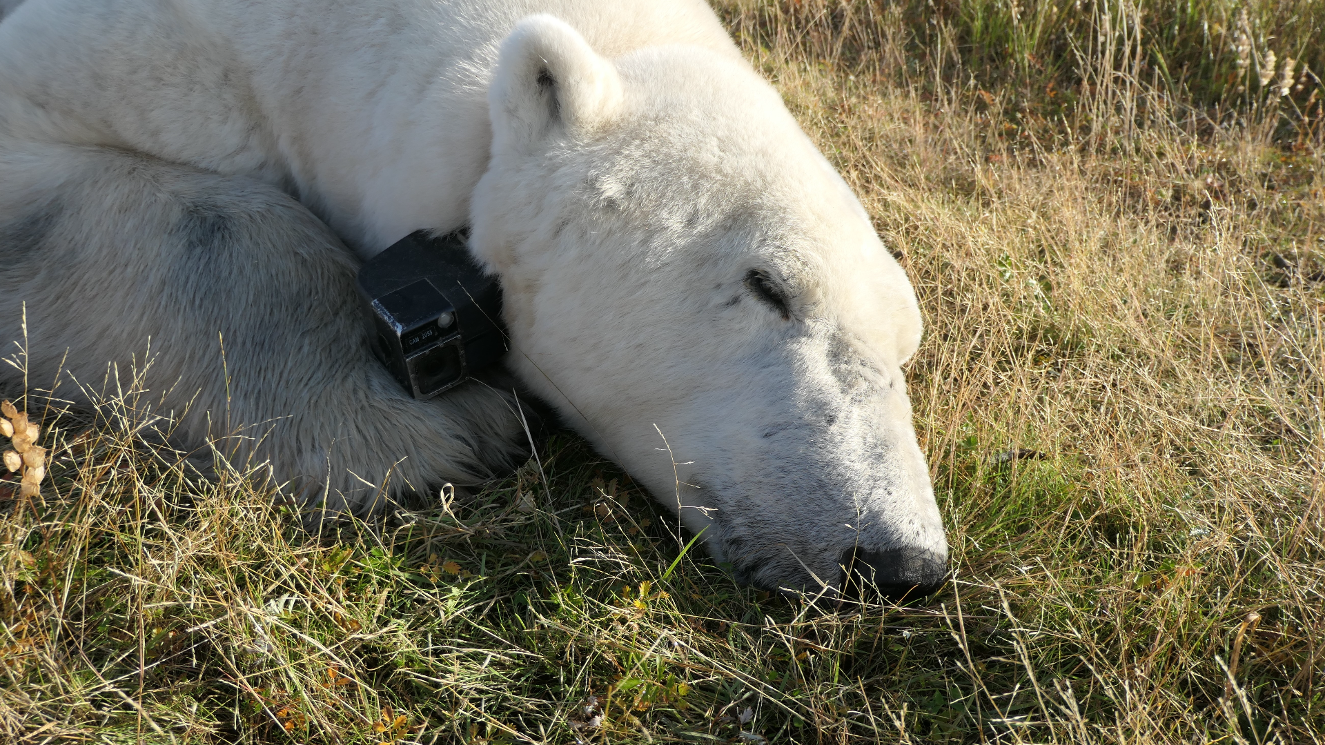 Study: Polar bears struggle to adapt to life in a warming Arctic | kgw.com