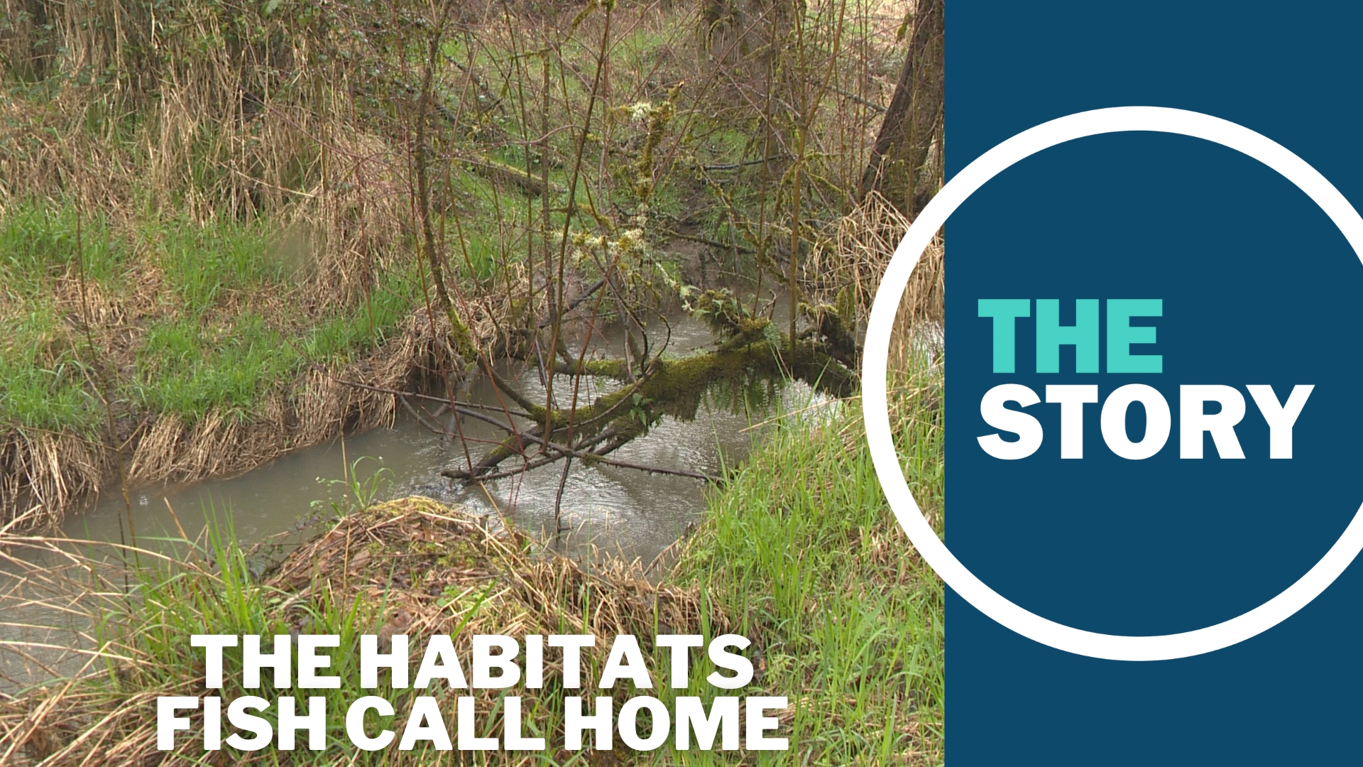 Oregon updates map of waterways known as critical fish habitat | kgw.com