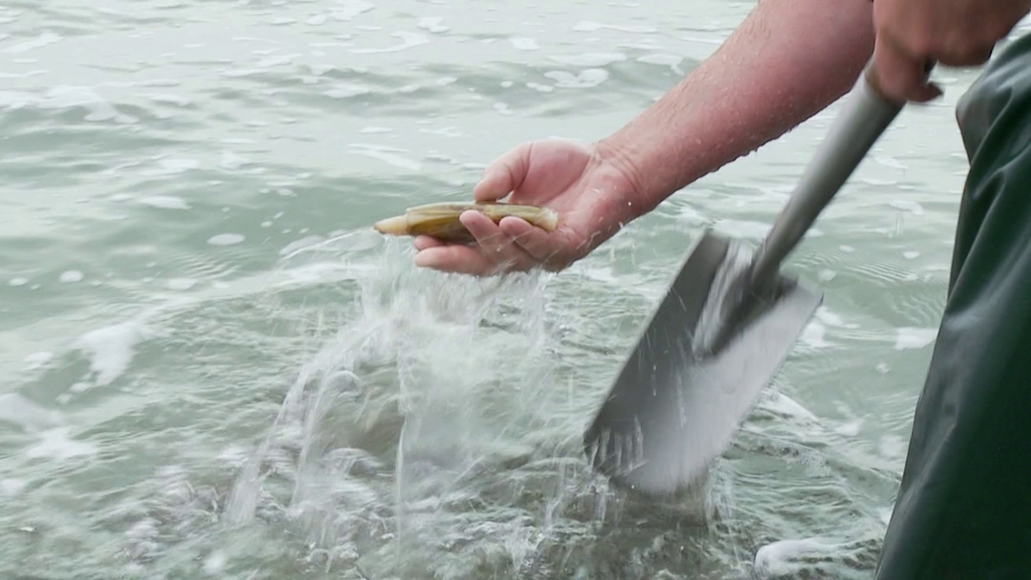 Photos: Razor clam harvesting | kgw.com