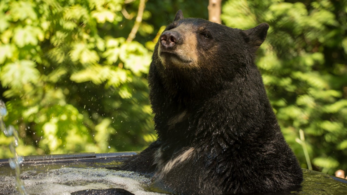 Oregon Zoo reports death of beloved black bear | kgw.com