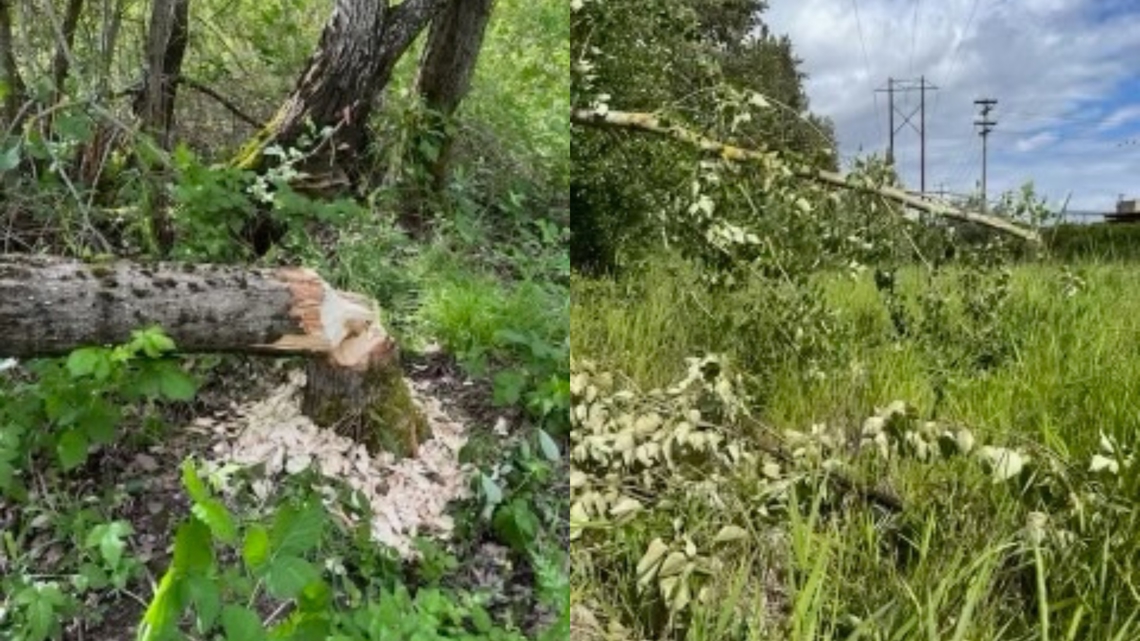 Beaver knocked out power to 33K in Portland, Pacific Power says | kgw.com