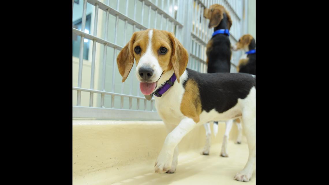 OHS receives approx. 80 beagles from historic rescue operation | kgw.com
