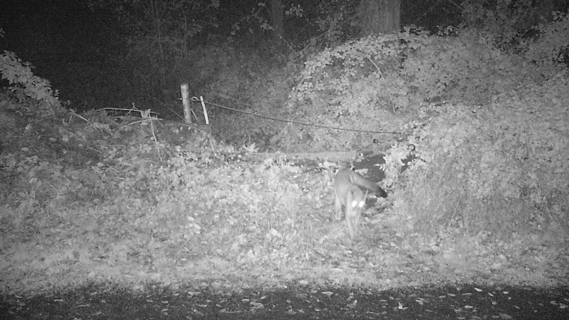 Cougar sighting confirmed in Salem's Minto-Brown Island Park | kgw.com