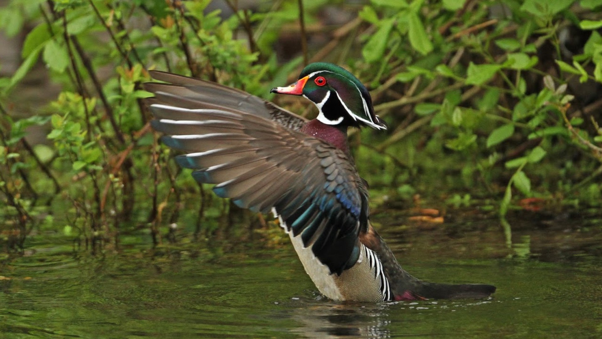 Near Salem lies a birder's paradise | kgw.com