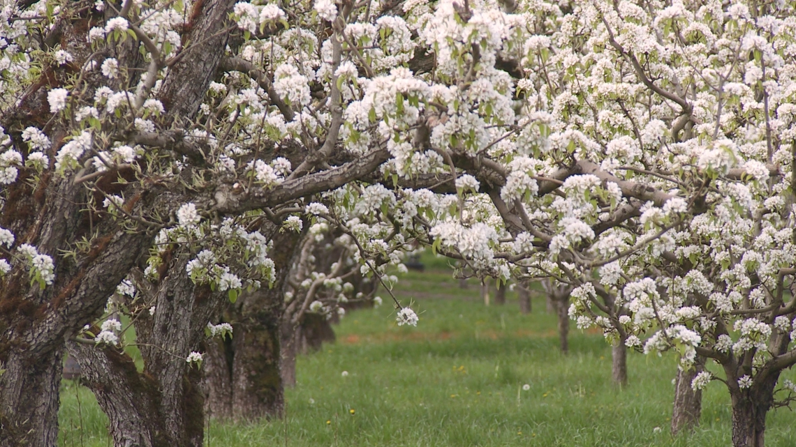 Orchards bloom along Oregon's Hood River Valley 'Fruit Loop' | kgw.com
