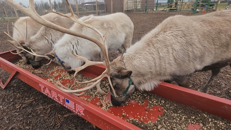 Goldendale Reindeer allows you to visit Santa's companions | kgw.com