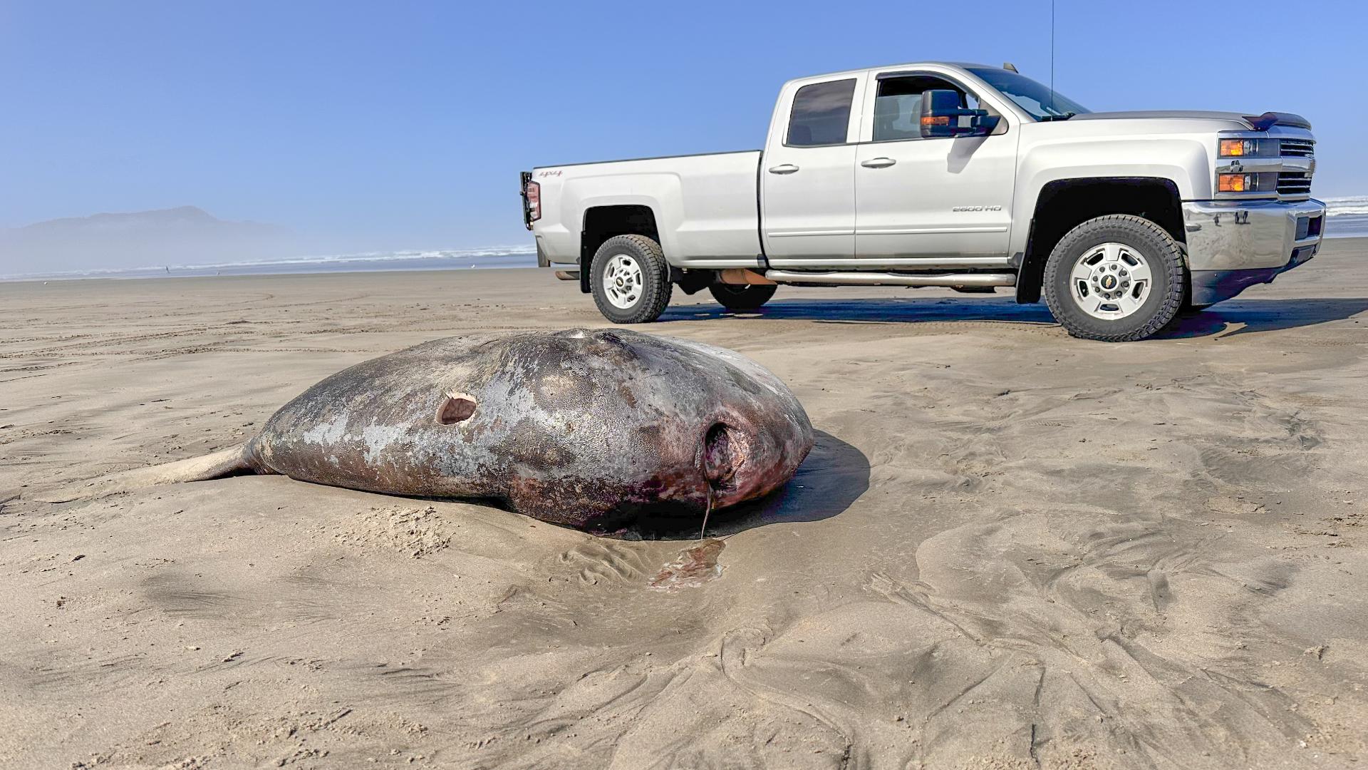 Rare giant fish washes up on Oregon Coast | kgw.com