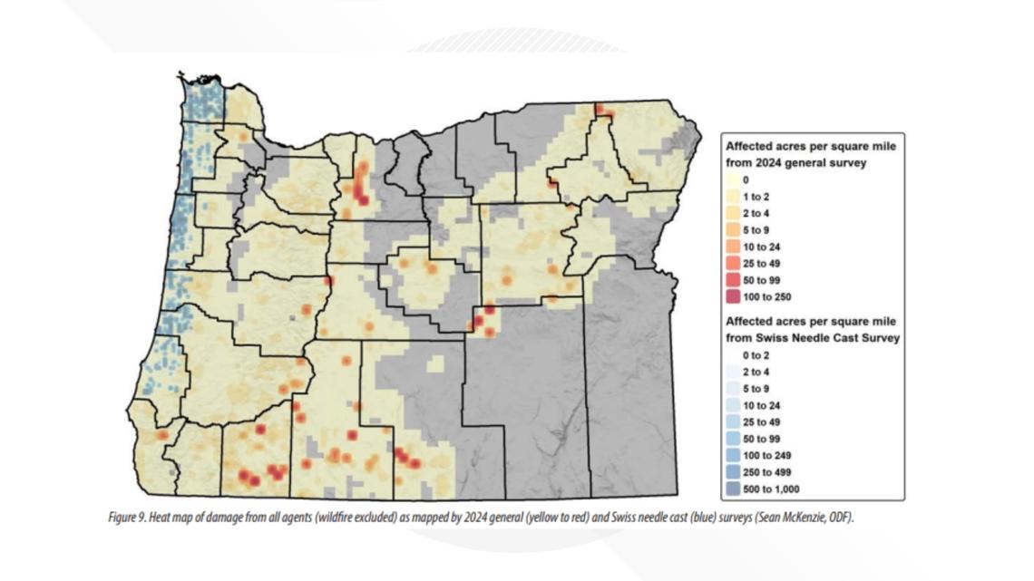 Oregon forest health suffering as insects and disease impact more trees ...