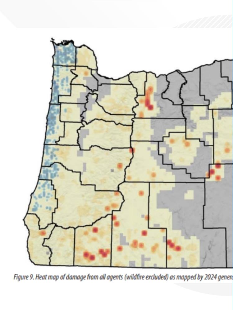 Oregon forest health suffering as insects and disease impact more trees ...