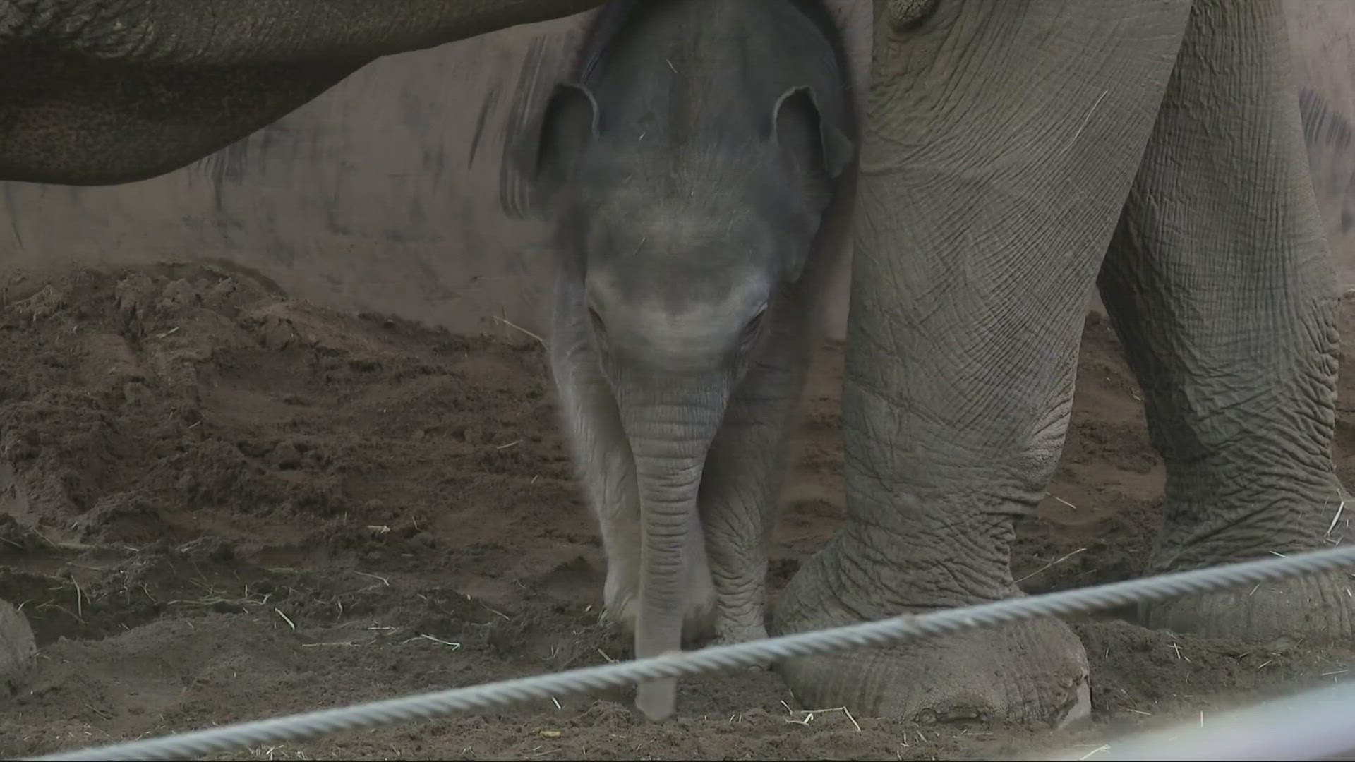 Oregon Zoo's baby elephant Tula-Tu open to visitors this Friday | kgw.com