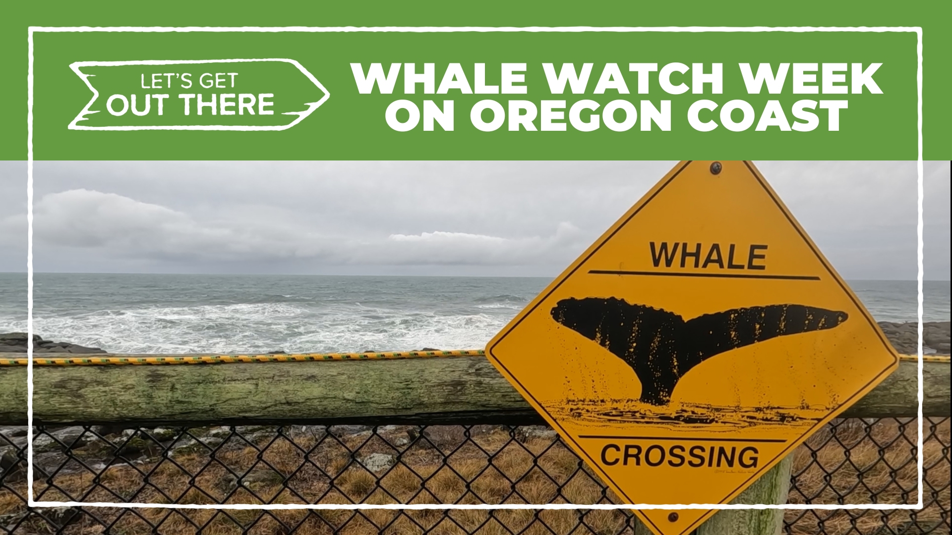 Whale watches look for migrating gray whales off Oregon Coast | kgw.com
