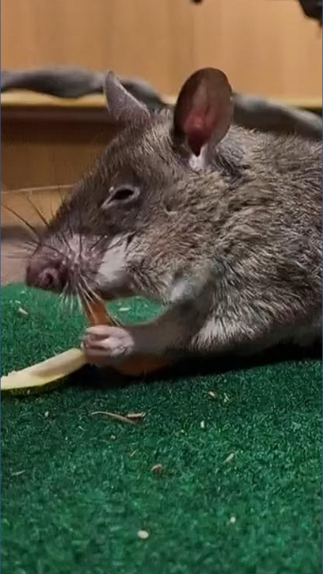 Meet Capri and Sun, rats training to sniff out danger at the Oregon Zoo ...