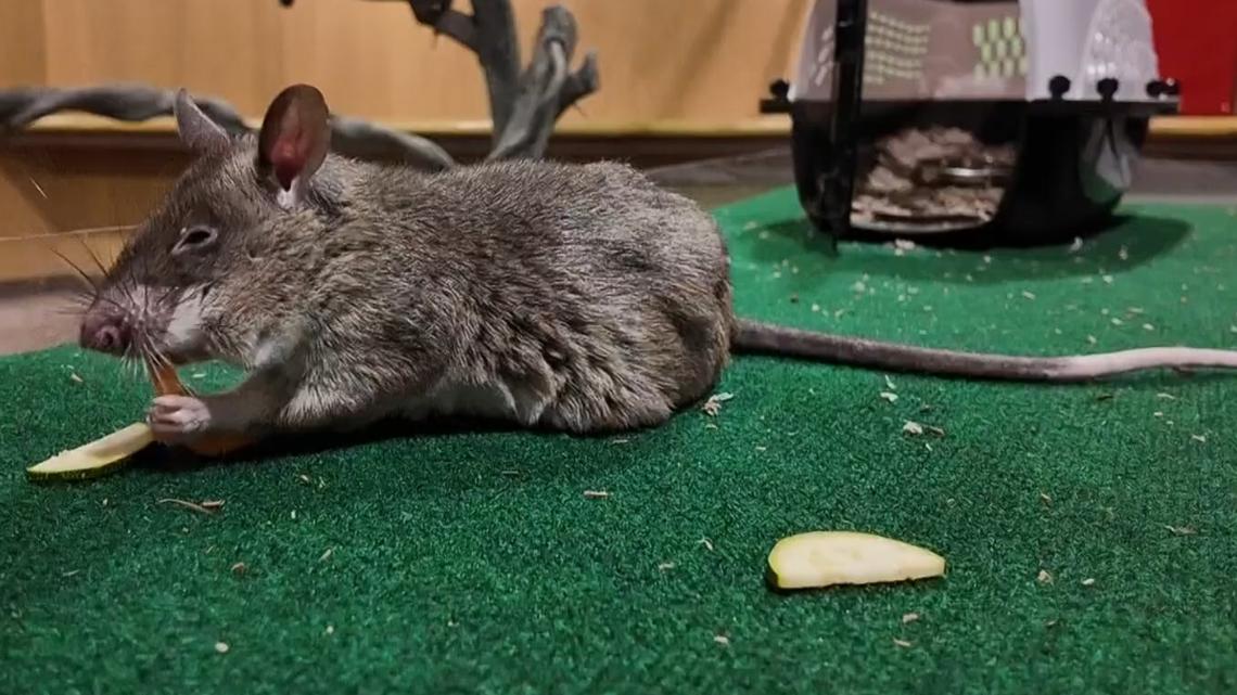 Meet Capri and Sun, rats training to sniff out danger at the Oregon Zoo ...
