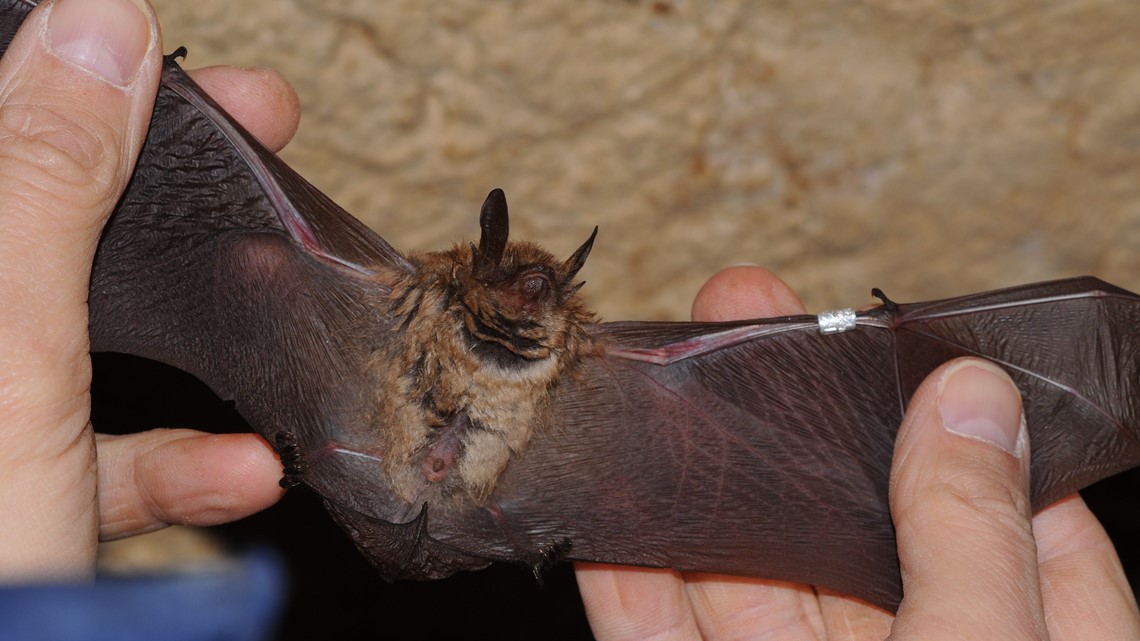 Bats With Rabies