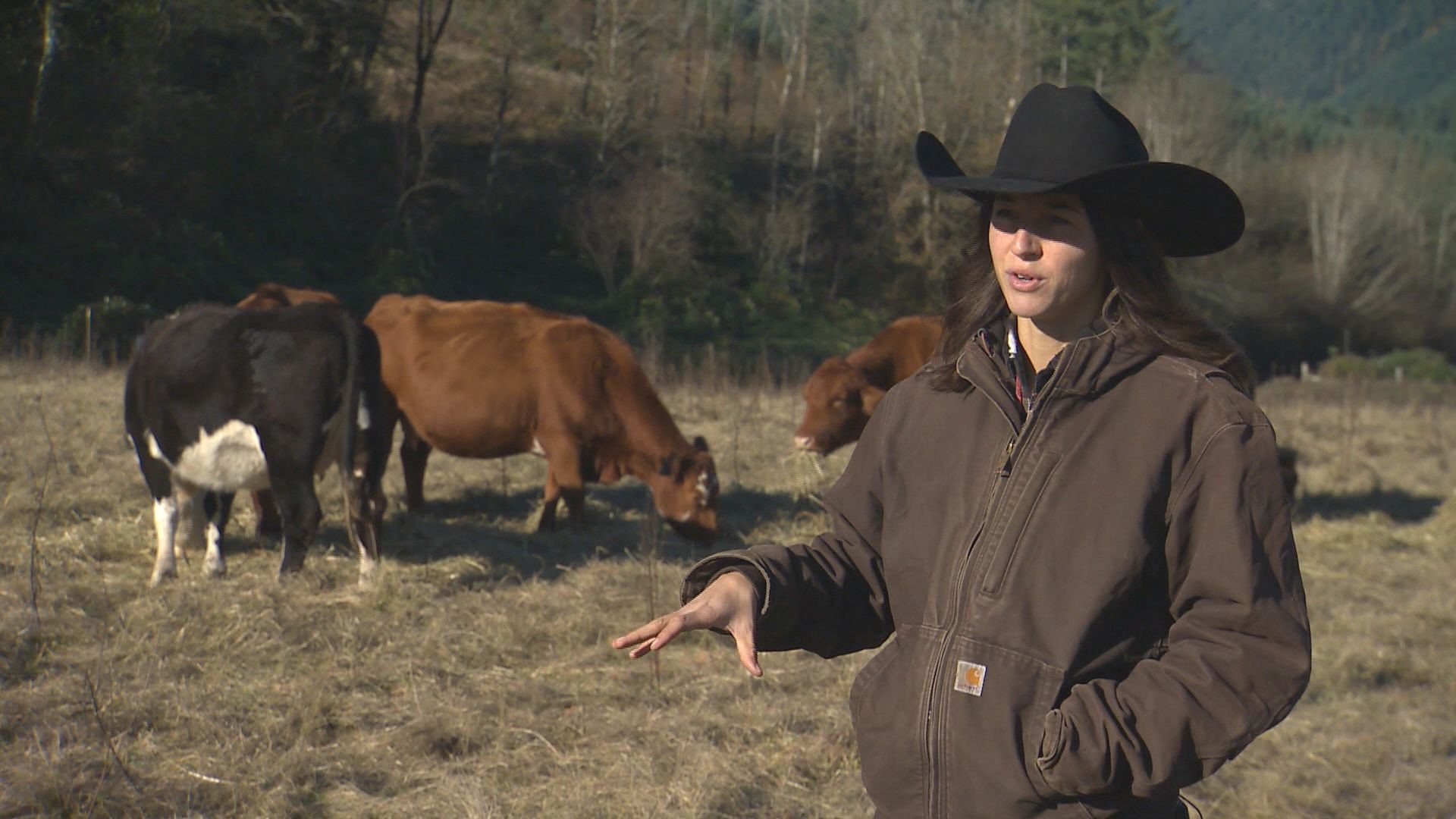 Oregon ranchers launch climate-friendly beef program | kgw.com