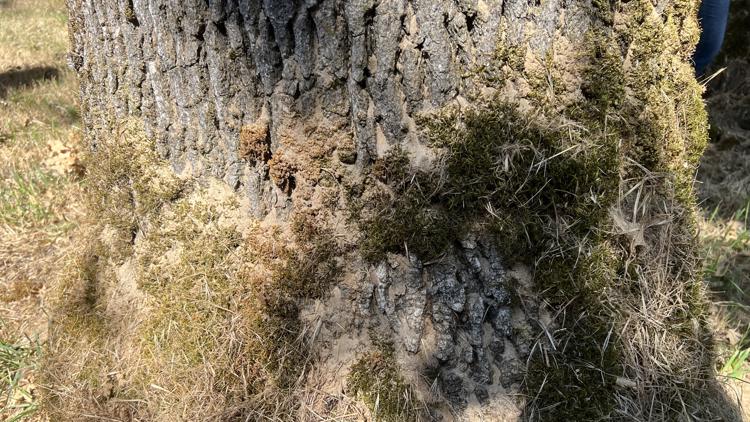Invasive beetle could spell trouble for Oregon’s iconic oak tree | kgw.com