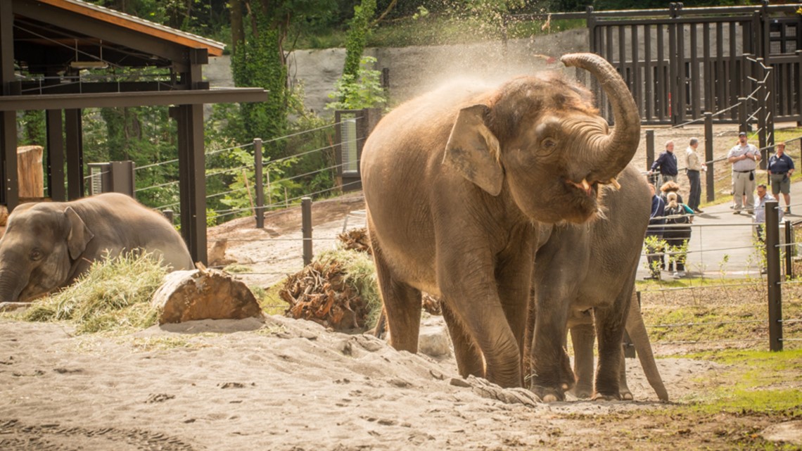 Chendra the elephant to give birth in 2020, Oregon Zoo says | kgw.com