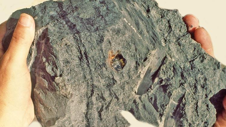 Oregon State researcher discovers new cockroach species | kgw.com