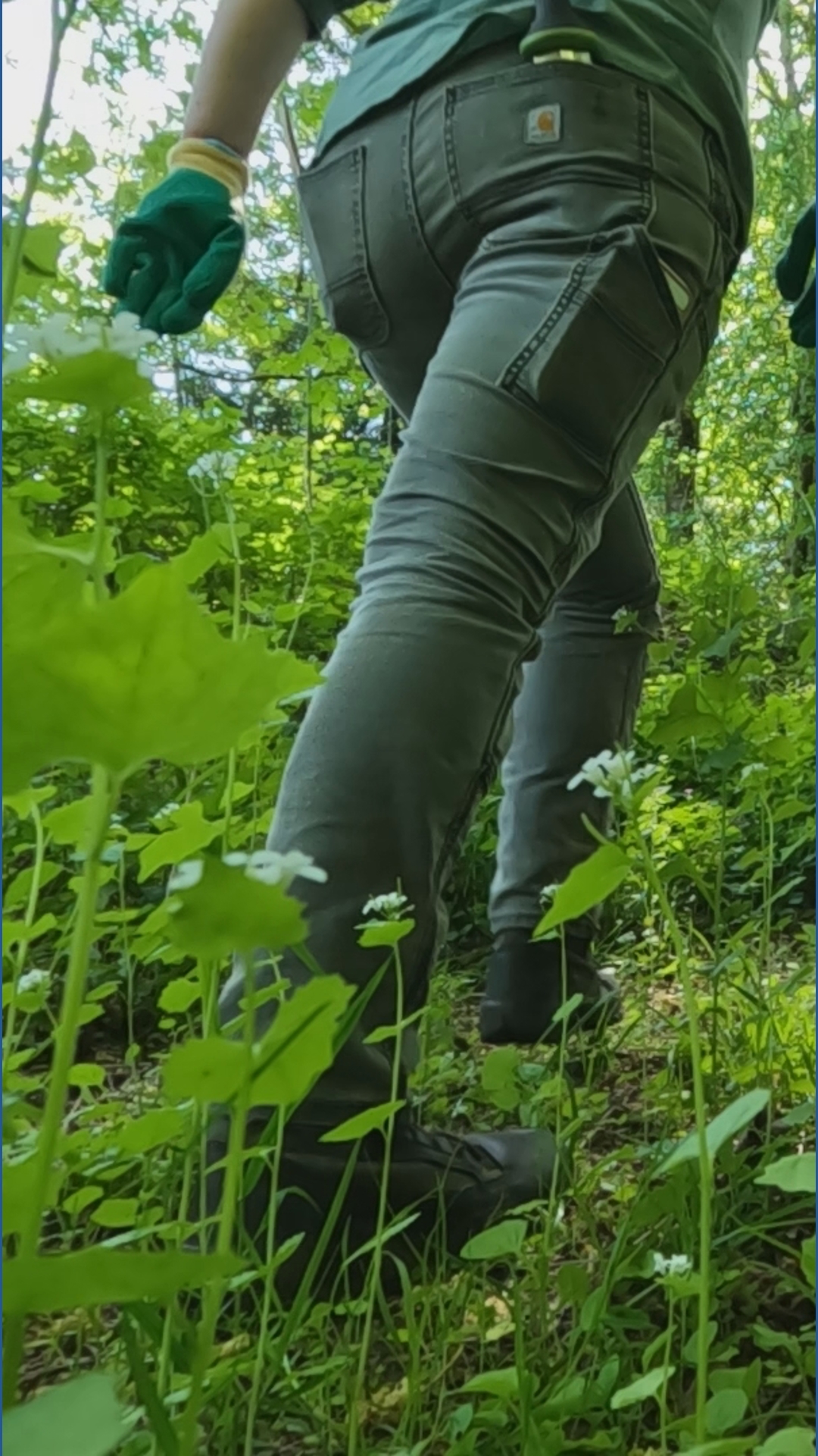 Portland conservation group battles garlic mustard, an invasive plant ...