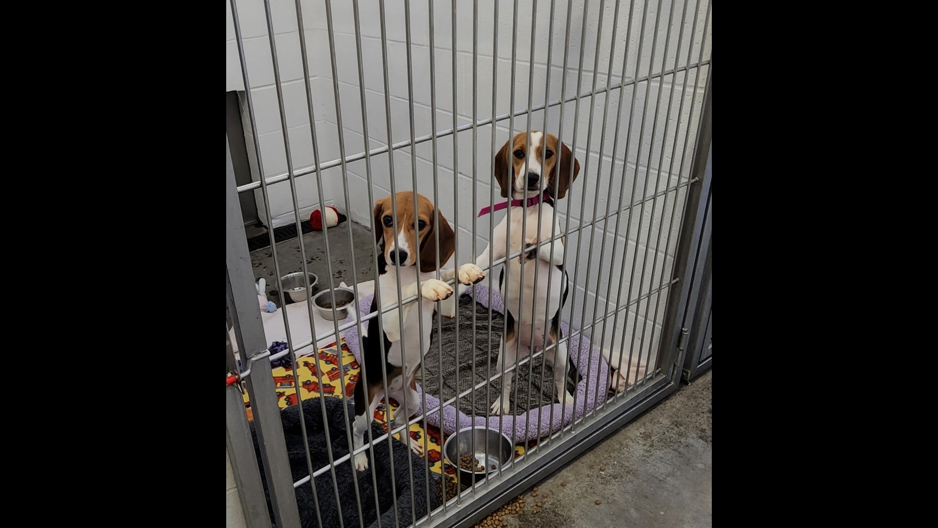 OHS receives approx. 80 beagles from historic rescue operation | kgw.com