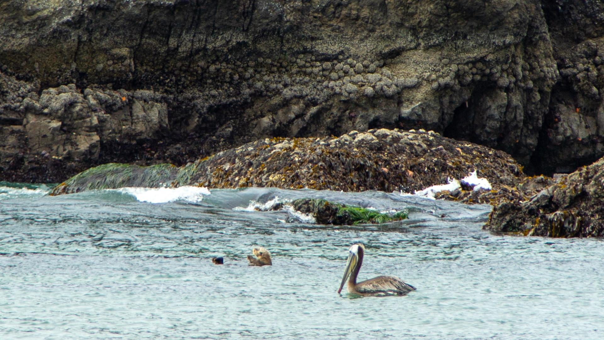 Sea otters spotted at Oregon's Cannon Beach | kgw.com