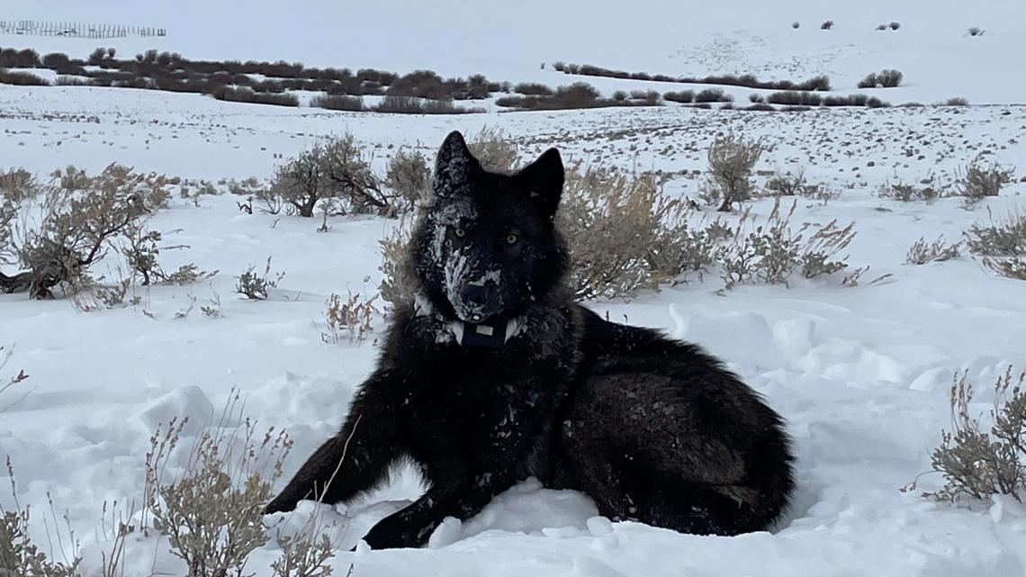 Gray wolf reintroduction in Colorado deepens political divide | kgw.com