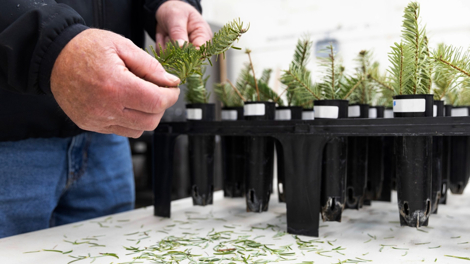 Future Christmas trees may depend on growers' ability to adapt | kgw.com