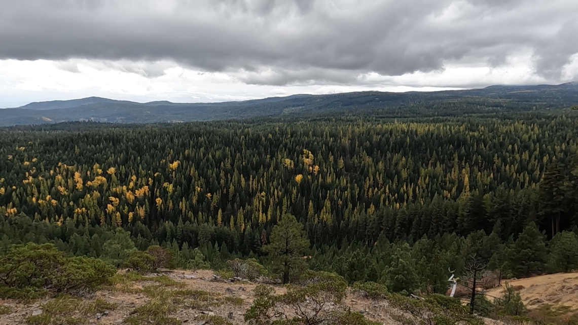Larches bring the fall color to Mount Hood National Forest | kgw.com