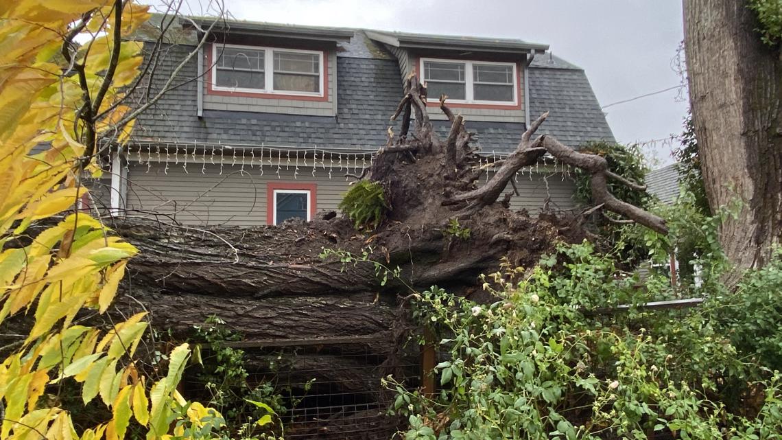 Photos: Downed trees across Portland | kgw.com
