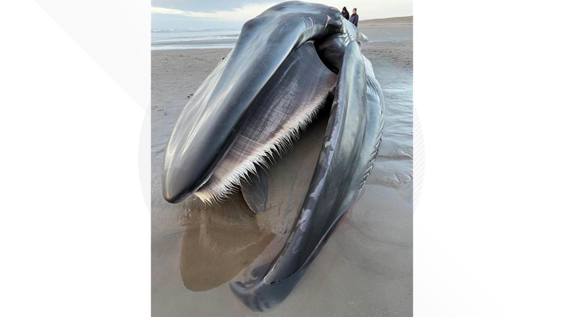 Dead whale washes up on Oregon Coast | kgw.com