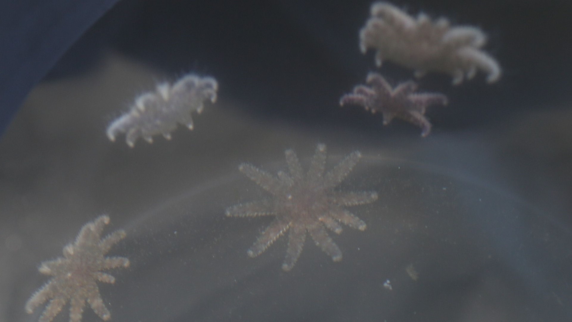 Endangered, rare sunflower sea stars found on Oregon coast | kgw.com