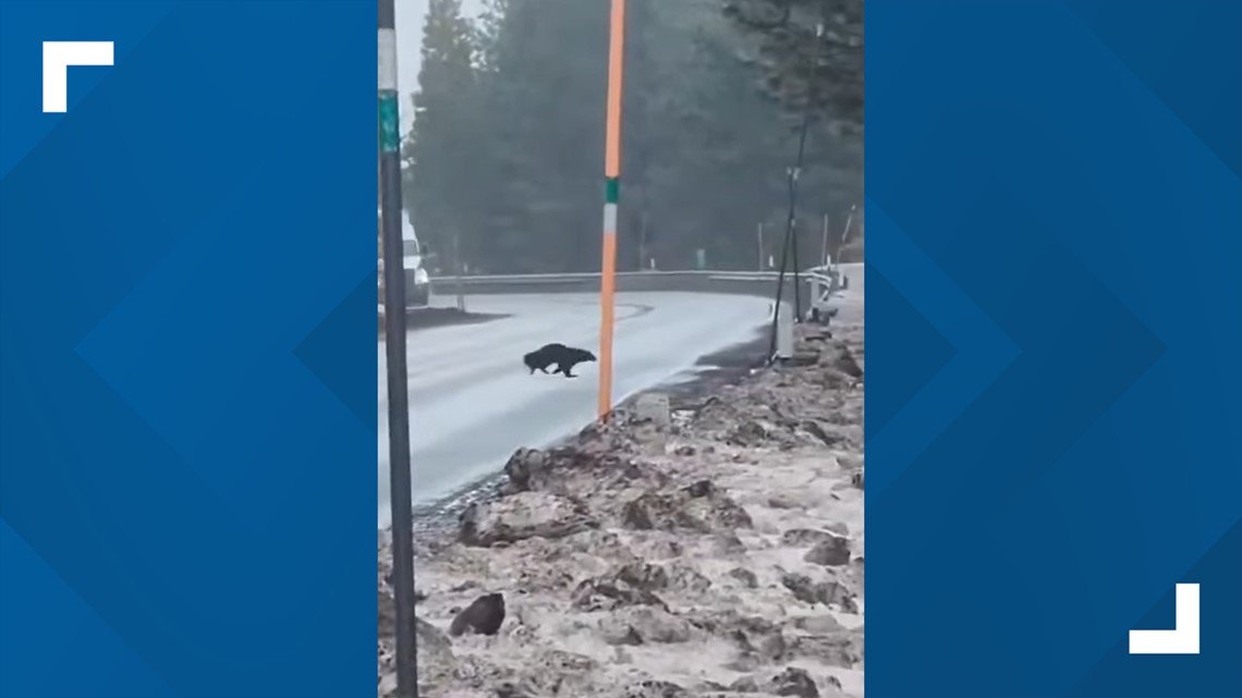 Fourth wolverine sighting reported in Oregon | kgw.com
