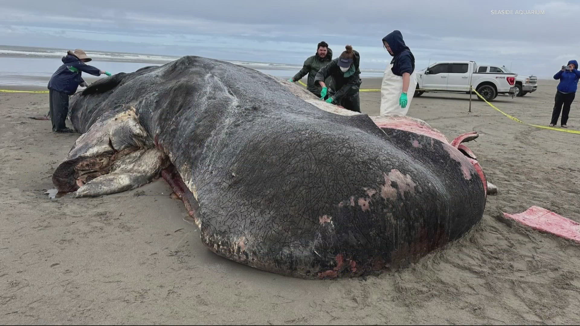 Dead sperm whale on Oregon beach will remain to feed local ecosystem | kgw.com