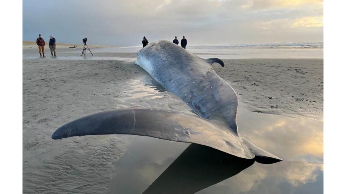 Dead whale washes up on Oregon Coast | kgw.com