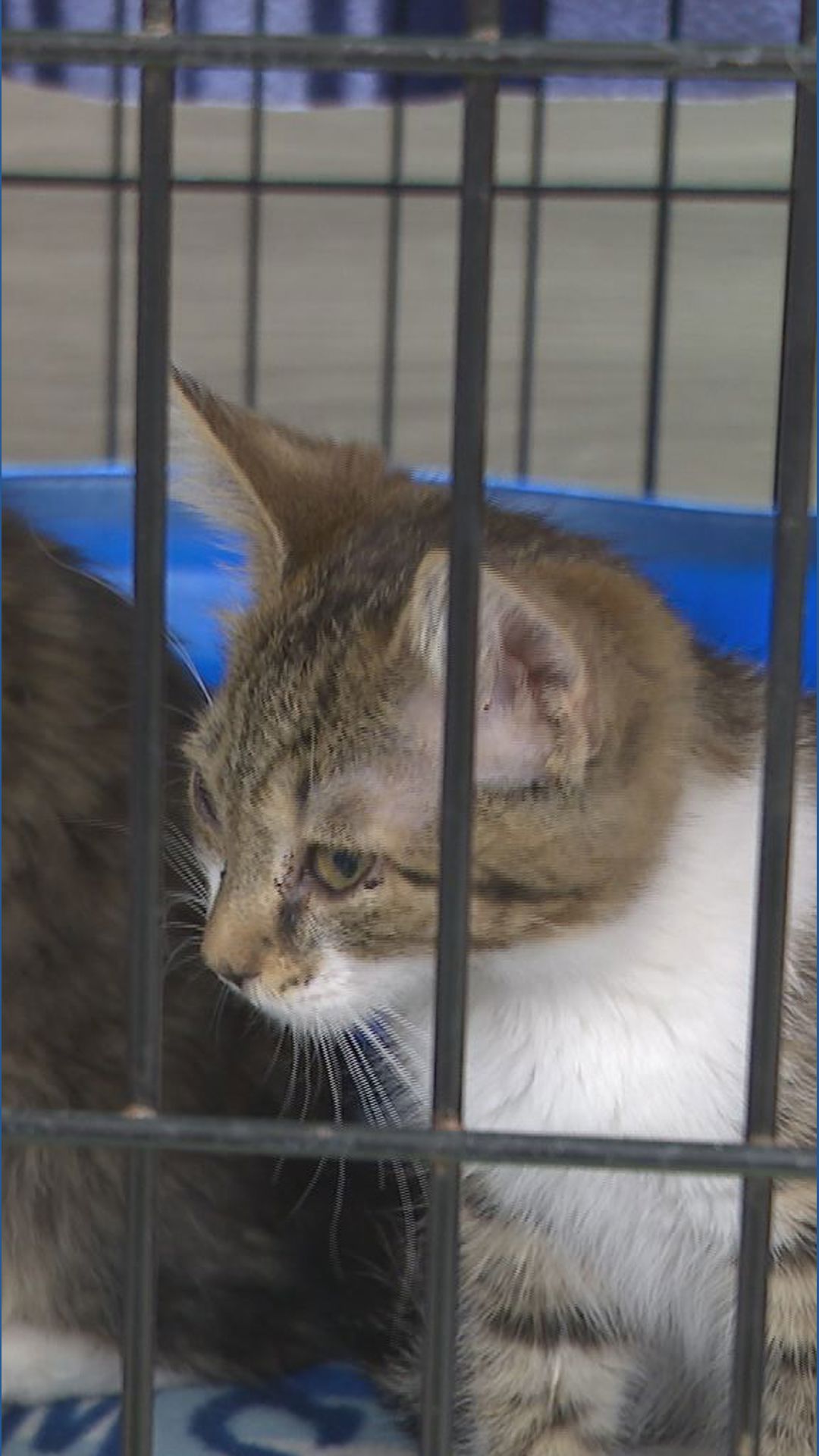 Humane Society for Southwest Washington waiving adoption fees this ...