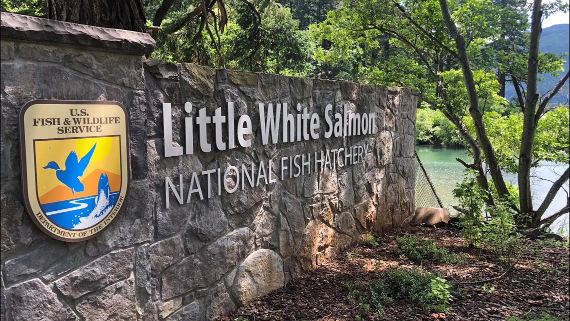 National fish hatchery a hidden gem of the Columbia Gorge | kgw.com
