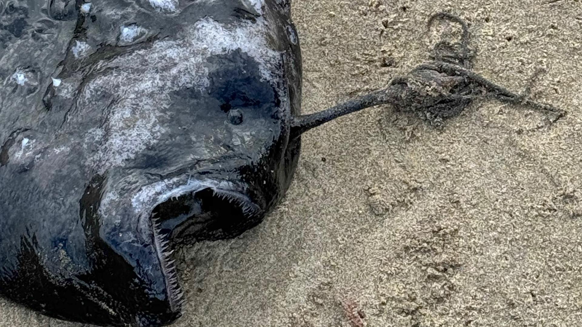 Rare deep-sea angler fish washes up near Cannon Beach | kgw.com
