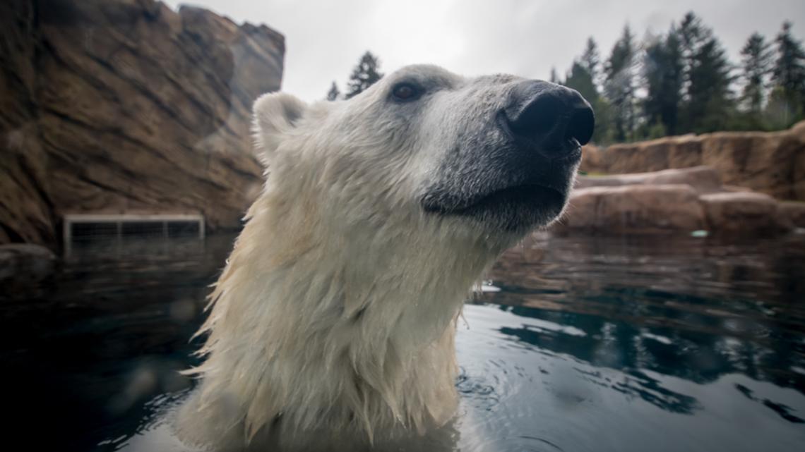 Oregon Zoo says goodbye to Nora the polar bear this fall | kgw.com