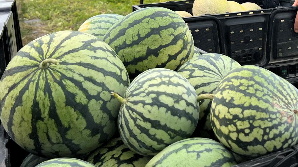 Farms in Oregon offer fresh-grown summer watermelons | kgw.com