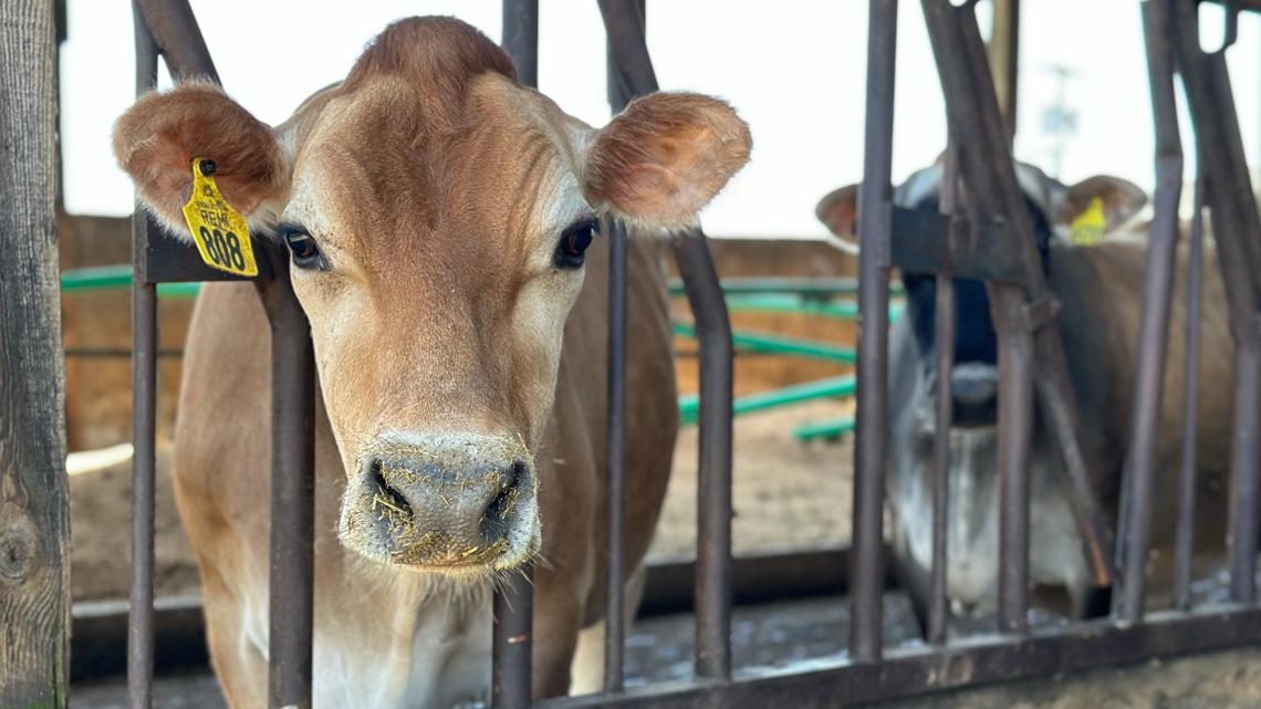Oregon State University testing dairy cows amid bird flu outbreak | kgw.com
