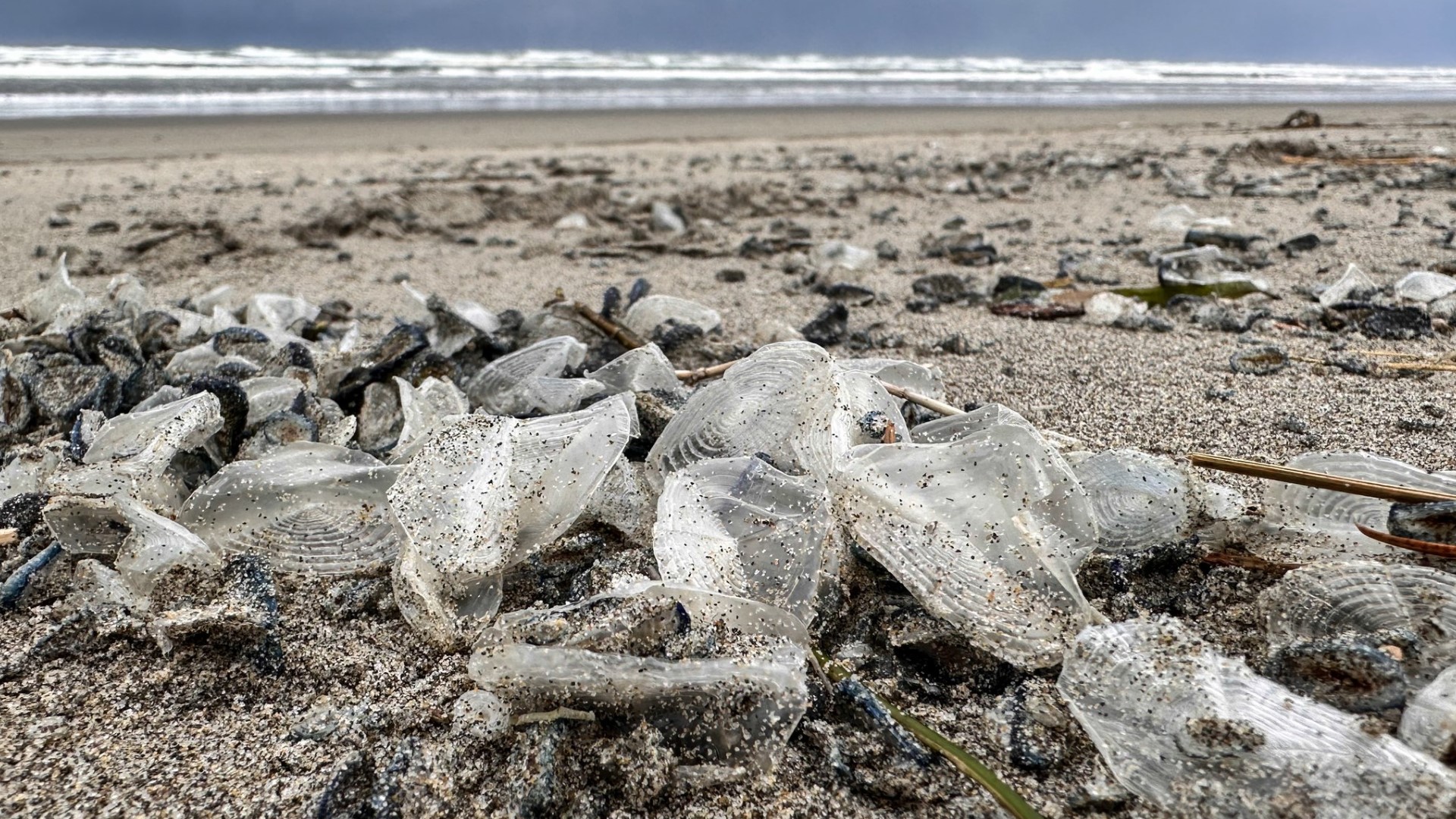 Odd blue jellyfish-like creatures wash up on Oregon beaches | kgw.com