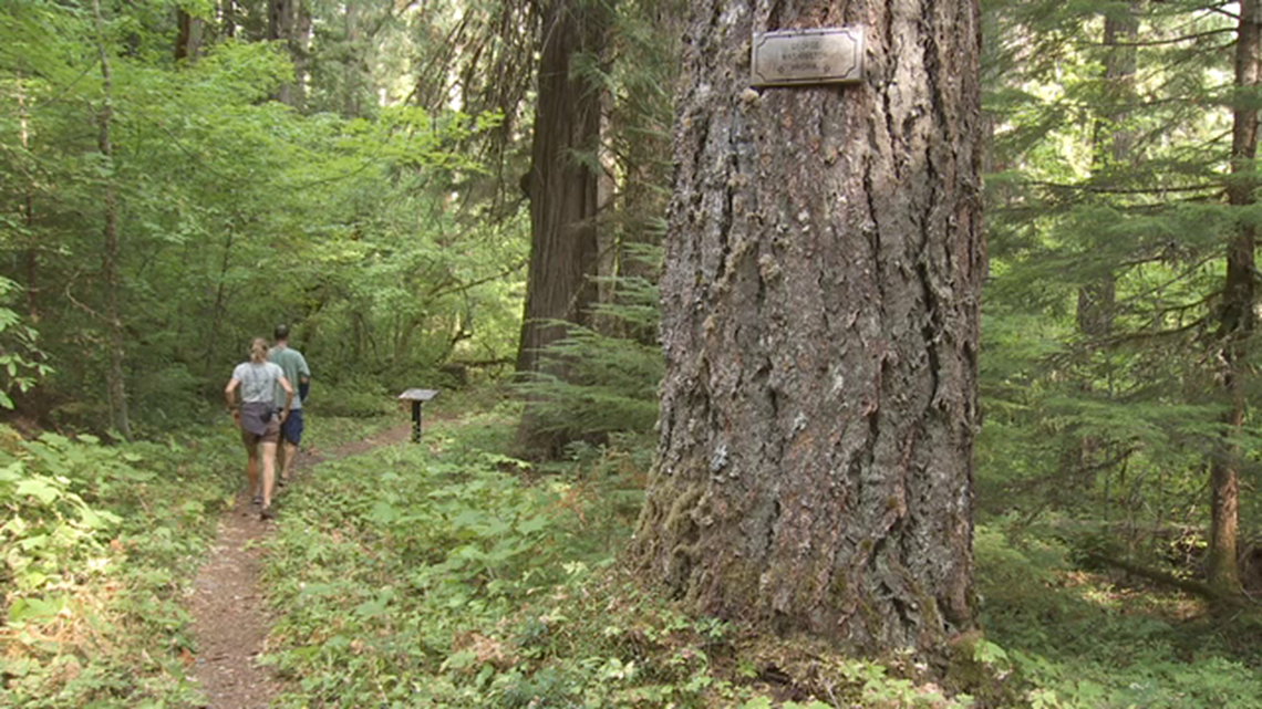 Grant's Getaways: Aufderheide Scenic Byway | kgw.com
