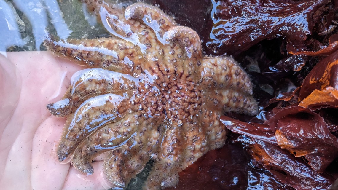 Endangered, rare sunflower sea stars found on Oregon coast | kgw.com